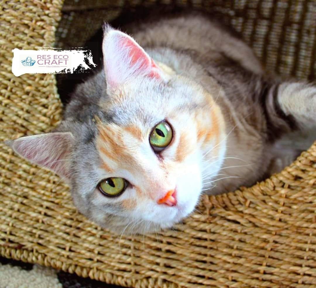 Seagrass Cat Basket | RES Eco Craft